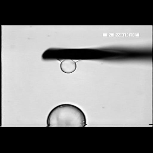 CIL:10409, Paramecium multimicronucleatum, eukaryotic cell, Eukaryotic ...