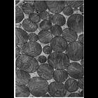 Cell Type | Fat cell