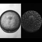Cell Type | Yolk cell