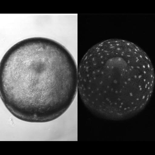 CIL:11809, Danio rerio, yolk cell. CIL. Dataset