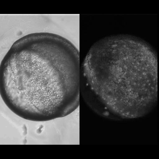 CIL:11810, Danio rerio, yolk cell. CIL. Dataset
