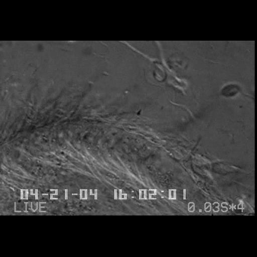 CIL:11955. CIL. Dataset