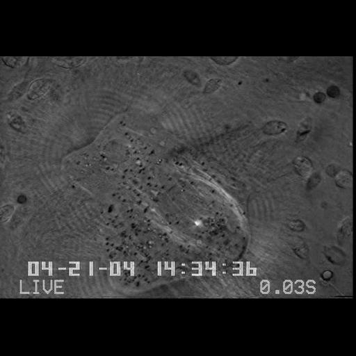 CIL:11970, unidentified spirochete, Hypermastigote protozoan. CIL. Dataset