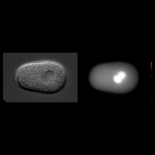 CIL:25628, Caenorhabditis elegans, early embryonic cell. CIL. Dataset