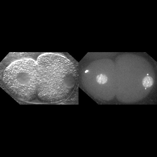CIL:28774, Caenorhabditis elegans, embryo. CIL. Dataset