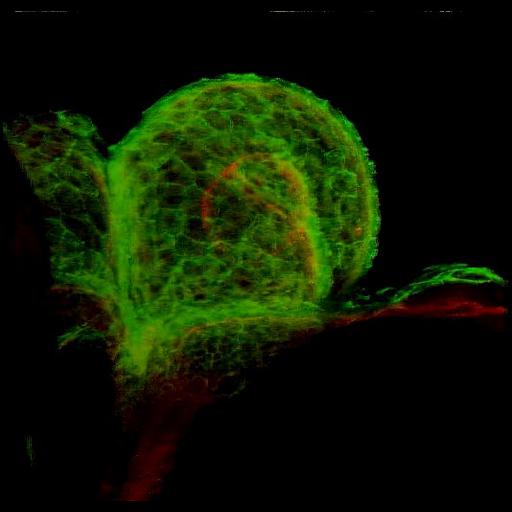 CIL:35185, Danio rerio, early embryonic cell. CIL. Dataset