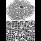 Cell Type | Pillar cell