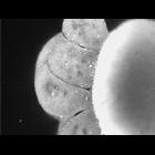 Cell Type | Yolk cell