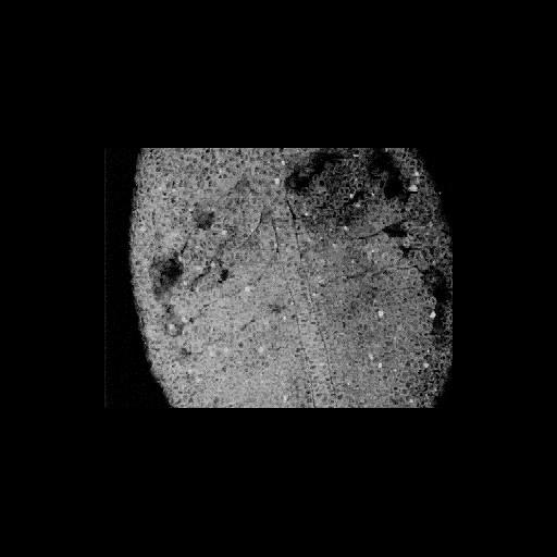 CIL:37410, Danio rerio. CIL. Dataset