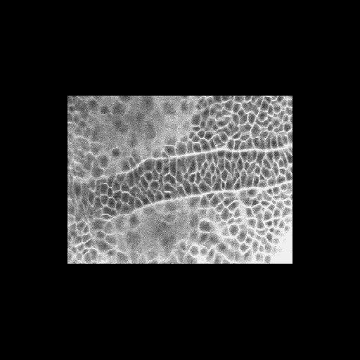 CIL:37412, Danio rerio, epithelial cell, chorda mesoderm. CIL. Dataset