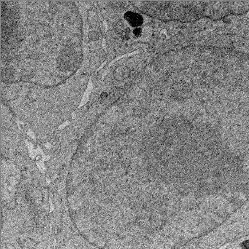 CIL:39303, Mus musculus, epithelial cell. CIL. Dataset