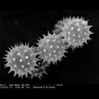 Cell Component | Pollen Wall