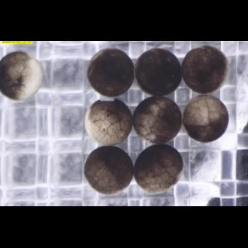 CIL:53220, Entire Organism, Overall development. CIL. Dataset. CIL. Dataset