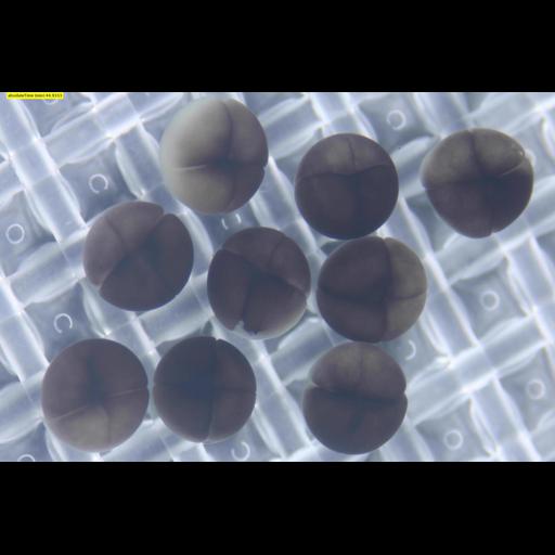 CIL:54567, Xenopus Laevis, Entire Organism. CIL. Dataset. CIL. Dataset